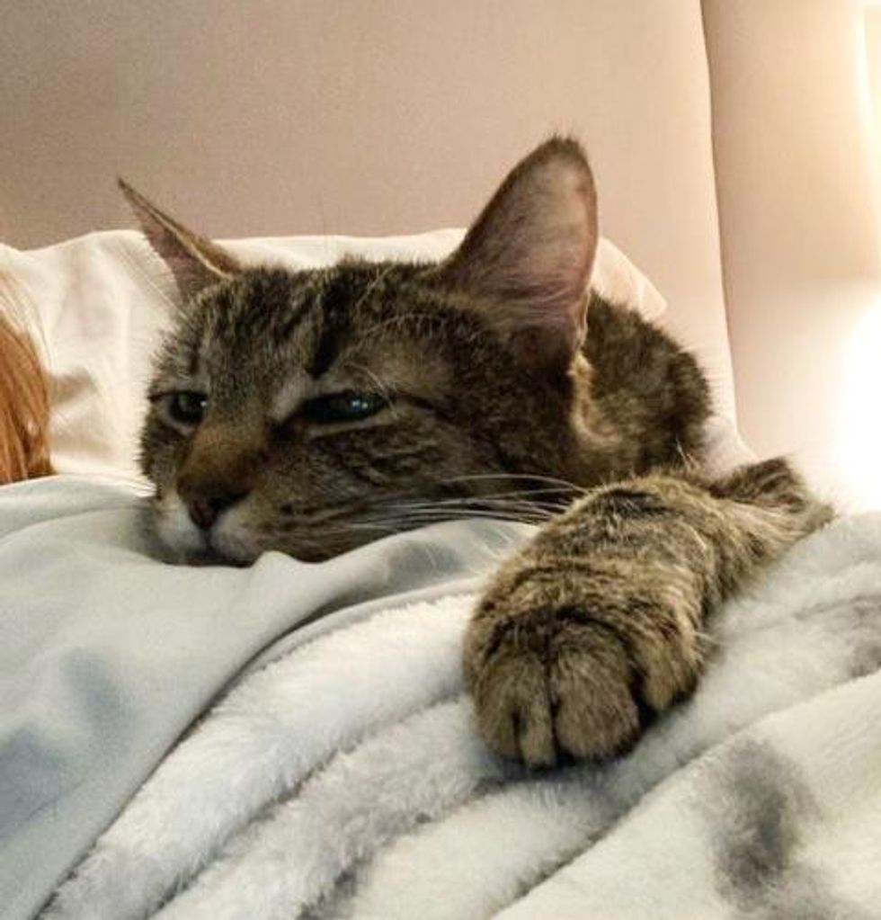 10-year-old Cats Share a Remarkable Bond, Have Been Waiting 6 Months ...