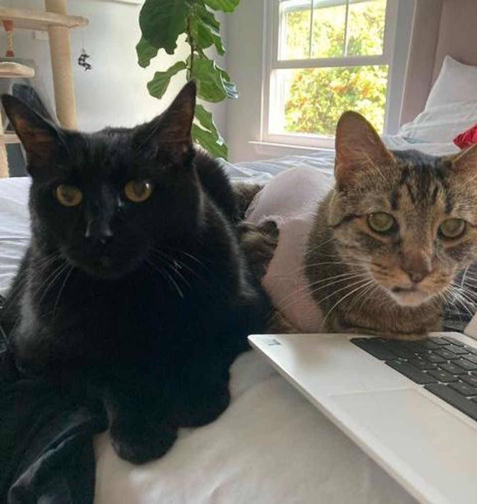 10-year-old Cats Share a Remarkable Bond, Have Been Waiting 6 Months ...