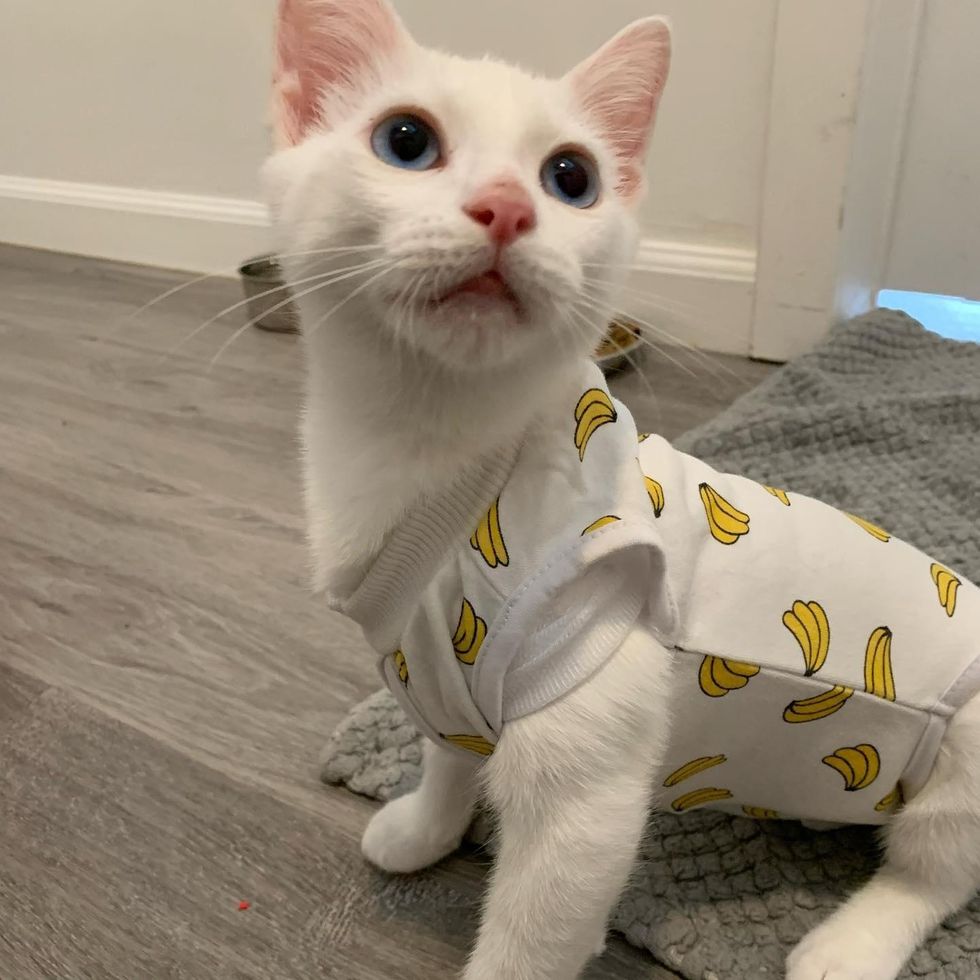 Kitten Gets Help to Fix His Chest and Returns the Favor by Helping ...