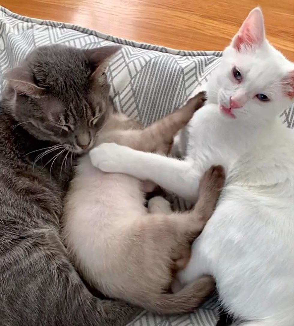 Kitten Gets Help to Fix His Chest and Returns the Favor by Helping ...