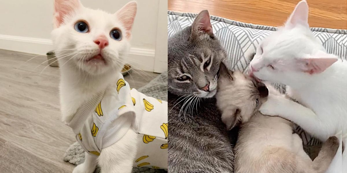 Kitten Gets Help to Fix His Chest and Returns the Favor by Helping ...
