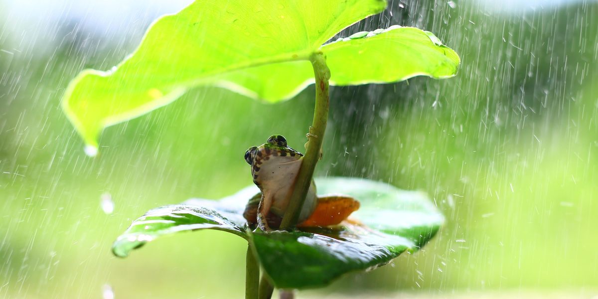 What even is a 'frog strangler' anyway? - It's a Southern Thing