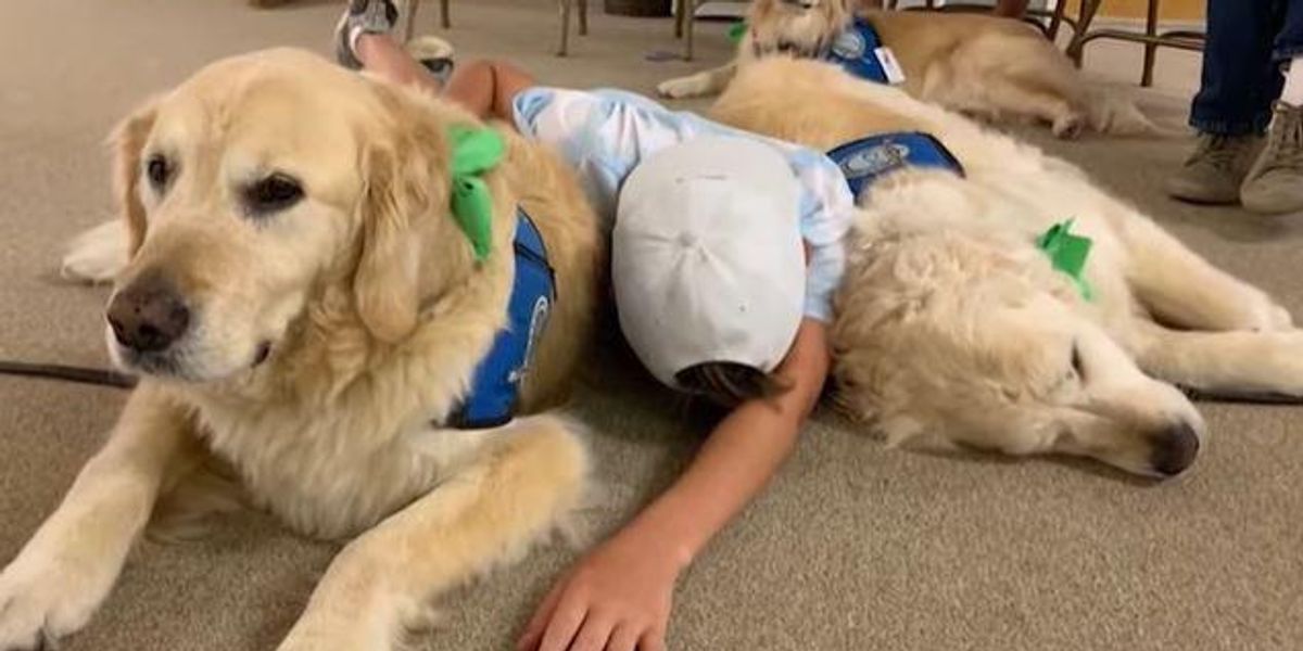 Therapy dogs help students in Uvalde - Upworthy