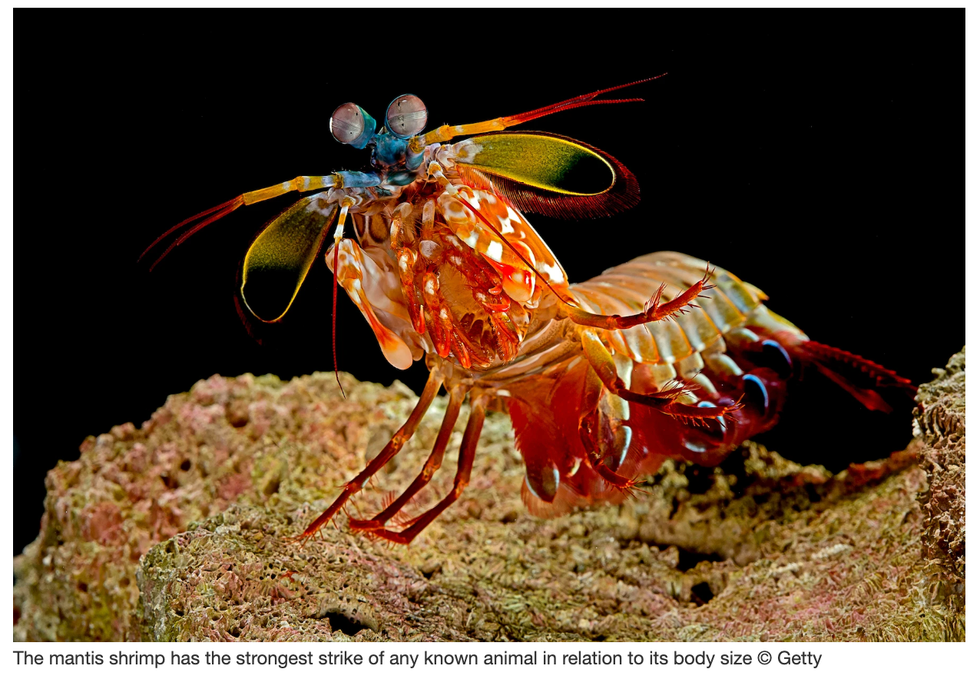 20 Coolest Animals In The World