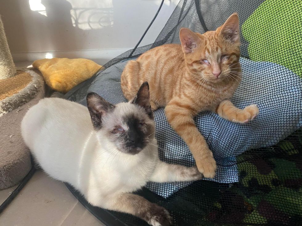 These Blind Cats Have an Extraordinary Bond As They Rely on Each Other ...