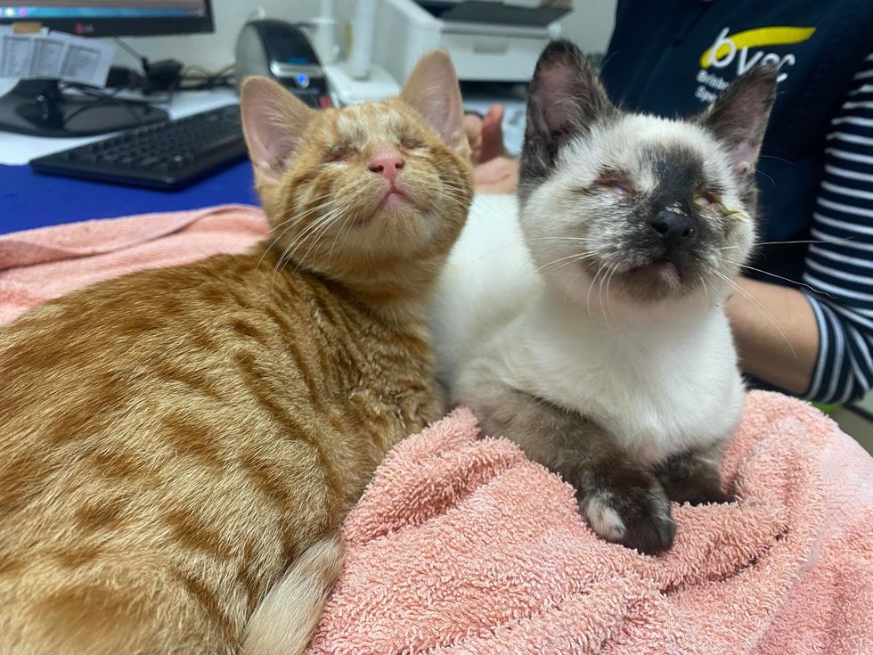 These Blind Cats Have an Extraordinary Bond As They Rely on Each Other ...