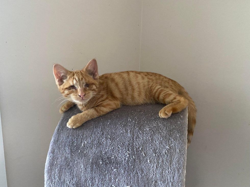 These Blind Cats Have an Extraordinary Bond As They Rely on Each Other ...