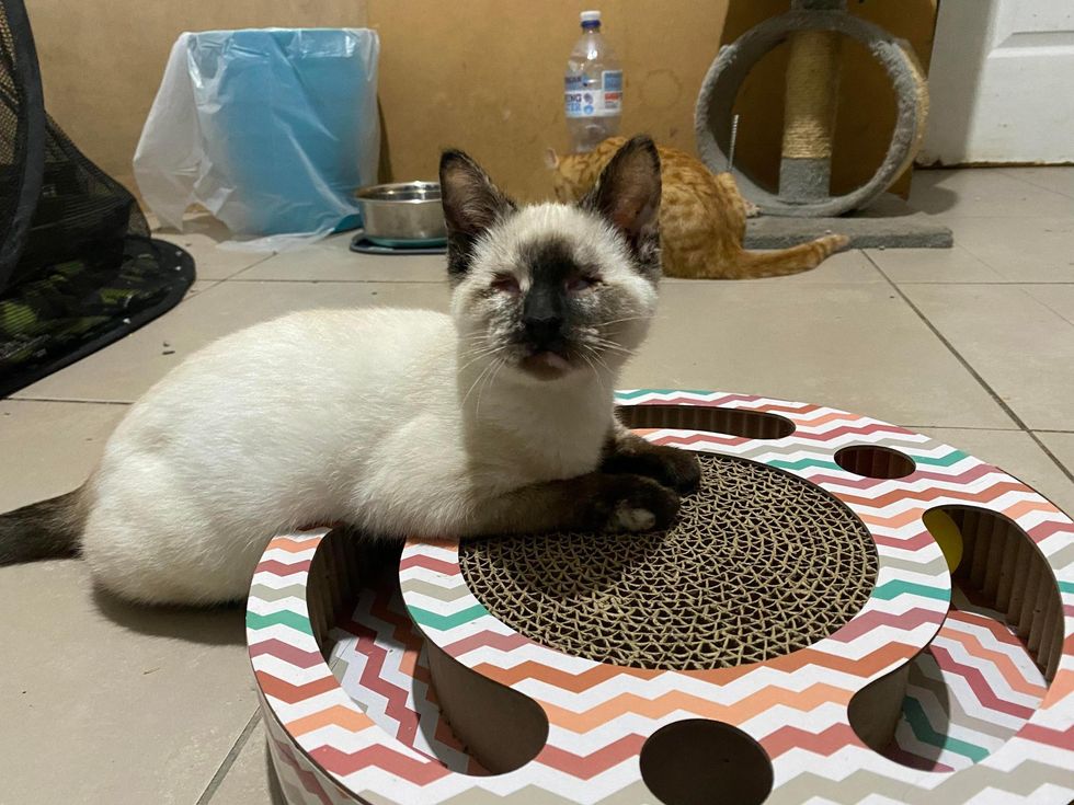 These Blind Cats Have an Extraordinary Bond As They Rely on Each Other ...