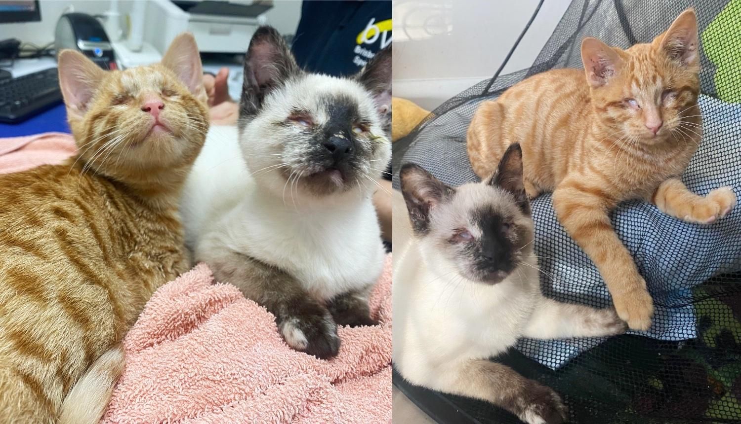 These Blind Cats Have an Extraordinary Bond As They Rely on Each Other ...