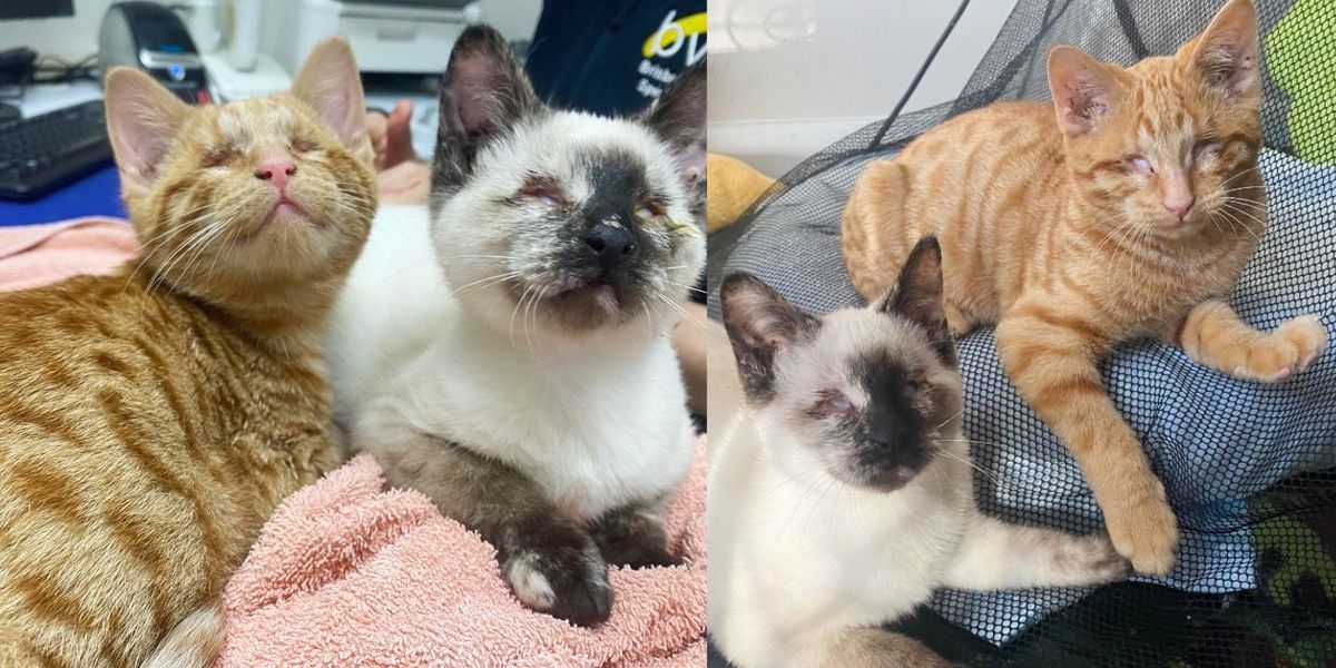 These Blind Cats Have an Extraordinary Bond As They Rely on Each Other ...