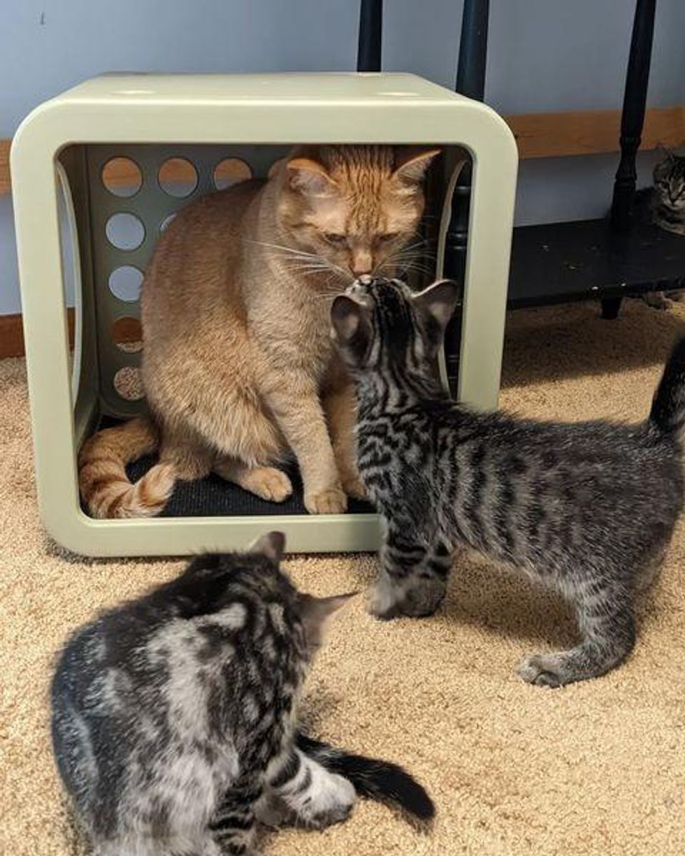 Cat Finds Himself a Crew of Kittens that Follow Him Around and They Won ...