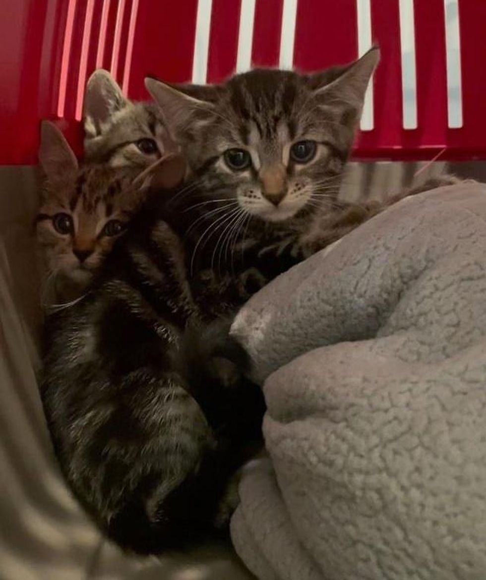 Cat Finds Himself a Crew of Kittens that Follow Him Around and They Won ...