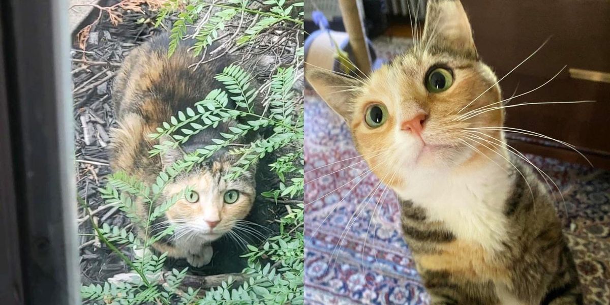 Cat Left Behind Turns into a Whole New Cat After Just One Day in a Home ...
