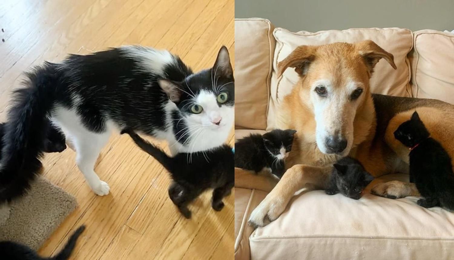 Cat Warms Up to a Dog When She Realizes They Can Co-parent Her Kittens ...