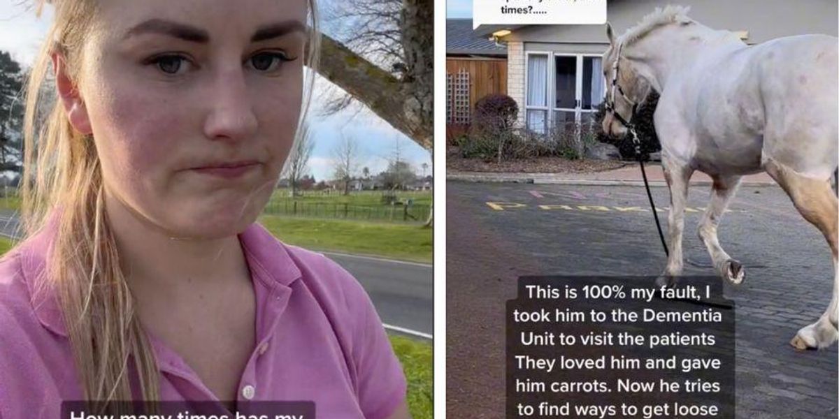 Horse revisits dementia unit where he was fed carrots - Upworthy