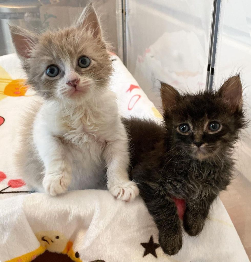 Two Miracle Kittens Give Each Other Unwavering Support Since They Were ...