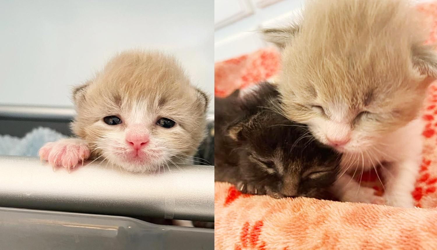 Two Miracle Kittens Give Each Other Unwavering Support Since They Were ...