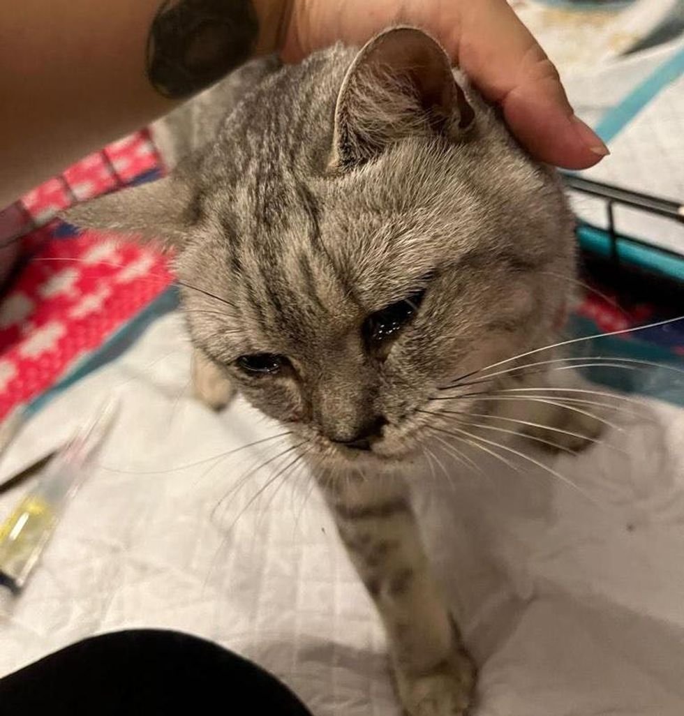 Cat Walks into Water to Cool Down and is So Relieved When Kind People ...