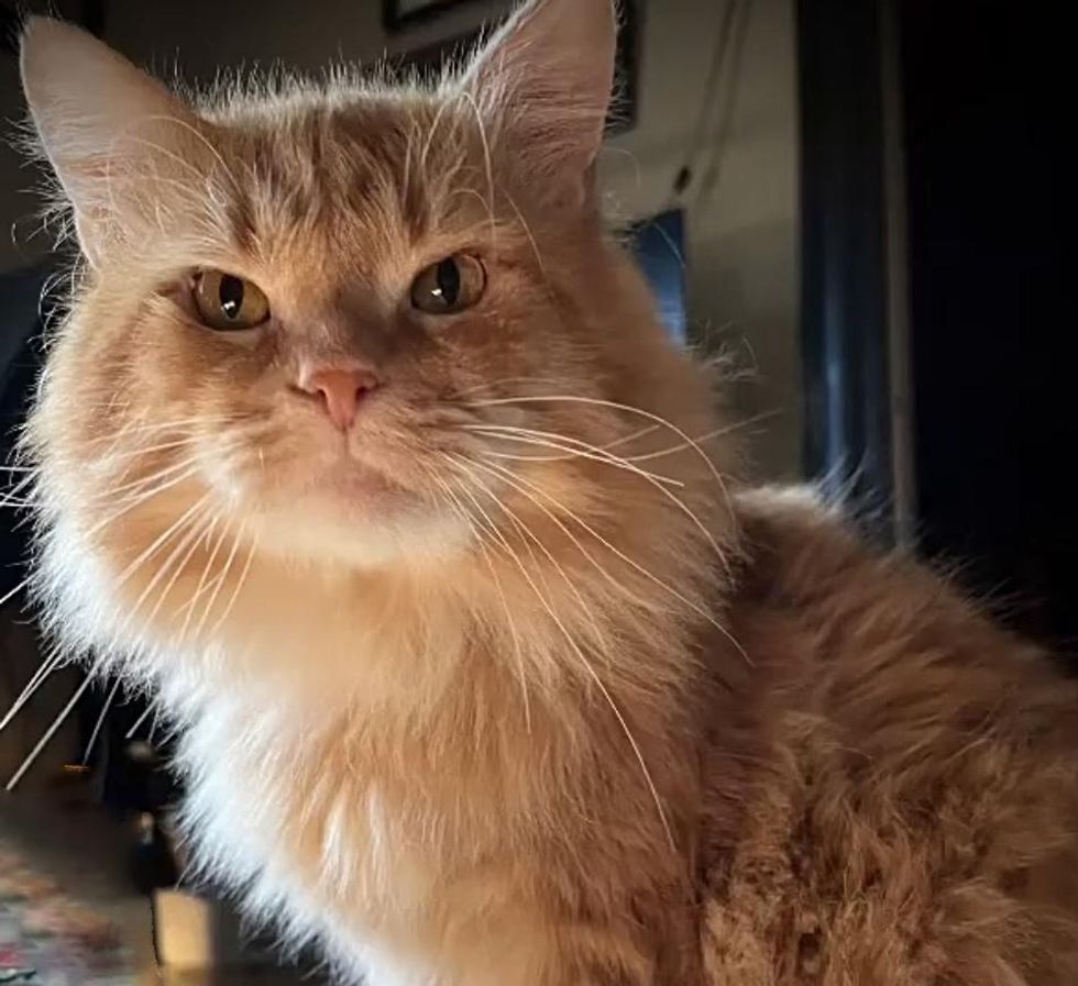 Cat Lives Outside and Sleeps on Leaves Until He Runs into People that Change His Life - Love Meow