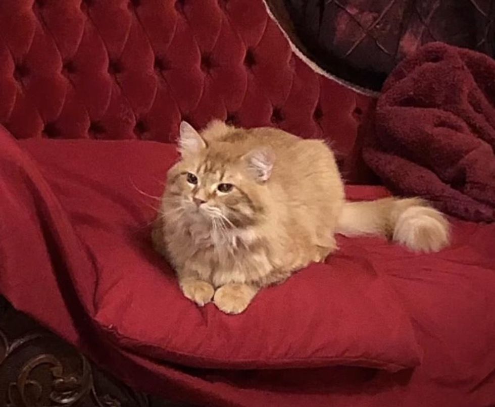 Cat Lives Outside and Sleeps on Leaves Until He Runs into People that ...