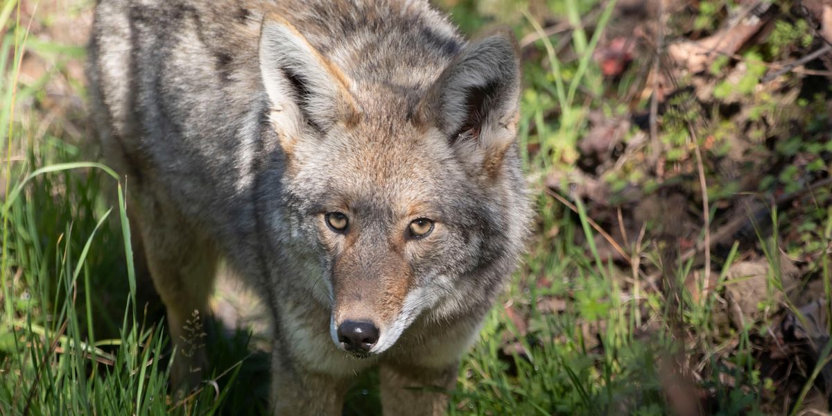 There's Coyotes in New York, and They're Antisocial - PAPER Magazine