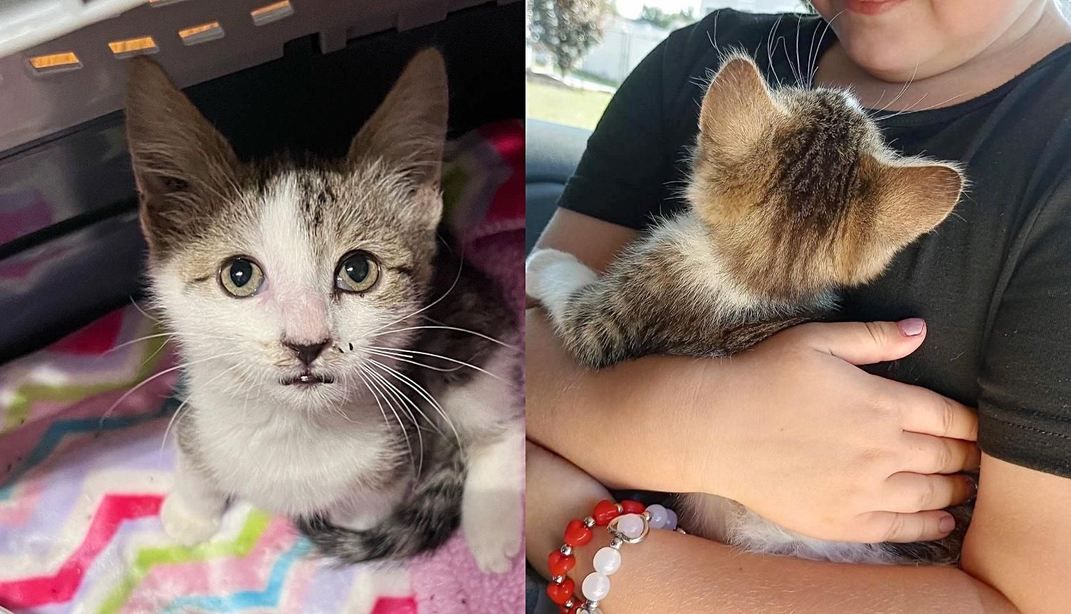 Kitten Runs Towards Traffic Near School, Instantly Calms Down in the ...