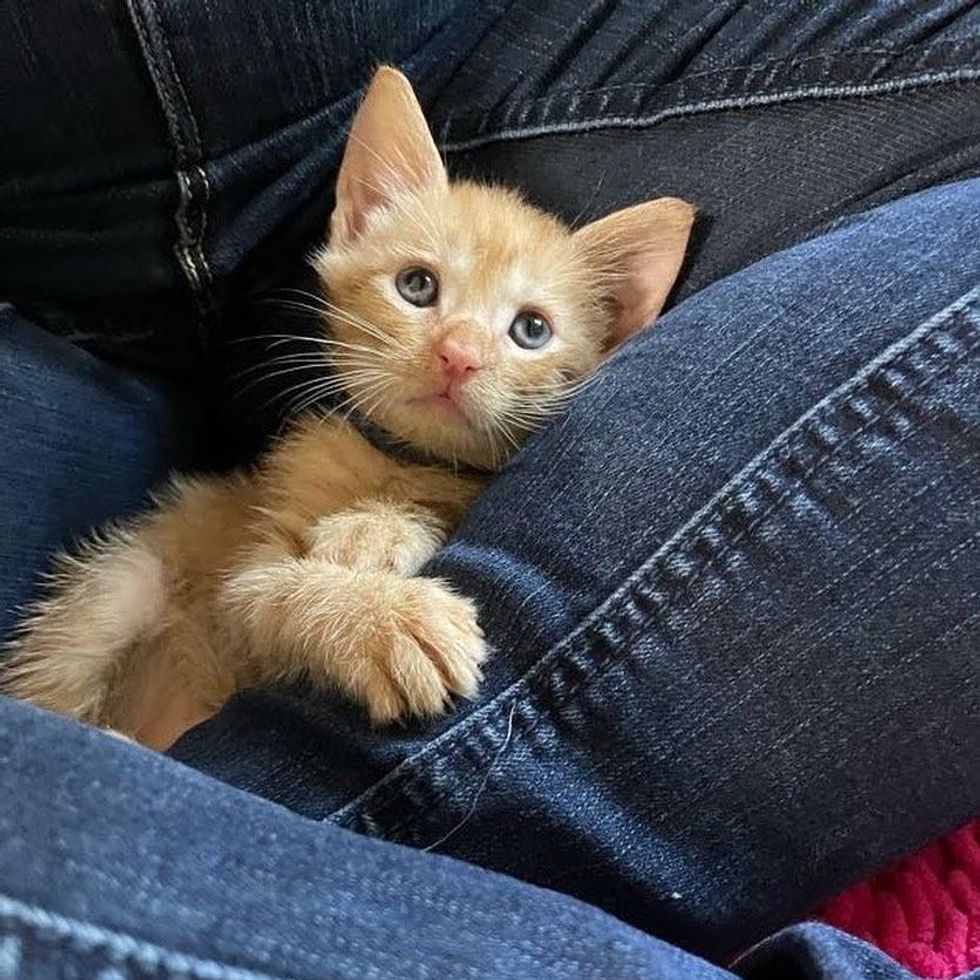 Kitten with 'Tail Meter' Curls Up on the Person Who Feeds Him After He ...