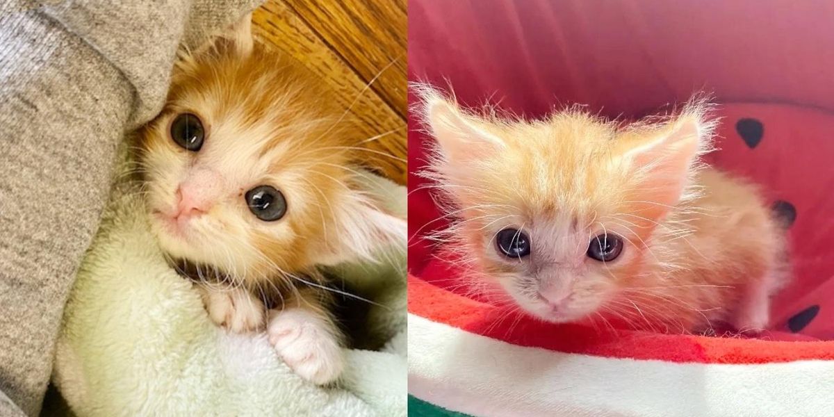 Mookie the Kitten Makes Quite a Turnaround After He was Given a Chance ...
