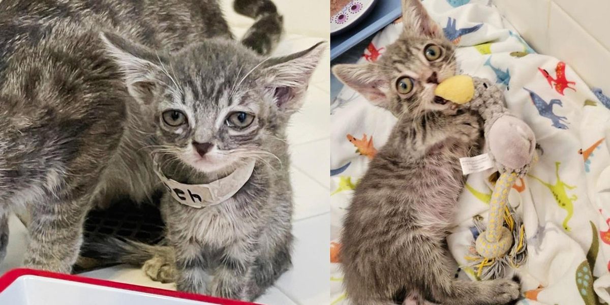 Clock the Kitten is the Smallest Yet Bravest, She's So Happy When She ...