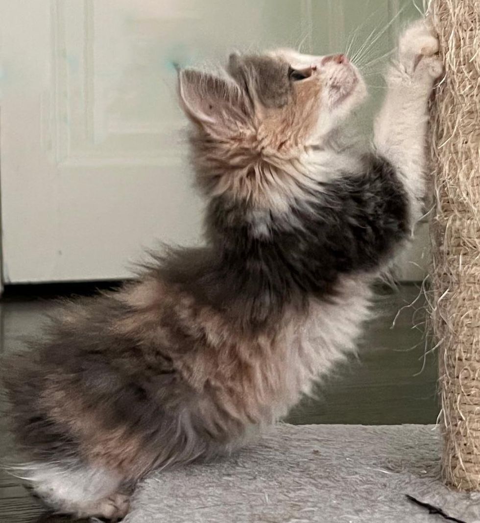 Kitten Shows Up Outside a Home on Her Own and is Determined to Move ...