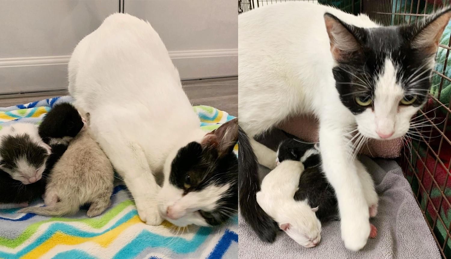 Cat is Overjoyed to Be Reunited with Kittens in a Comfy House After ...