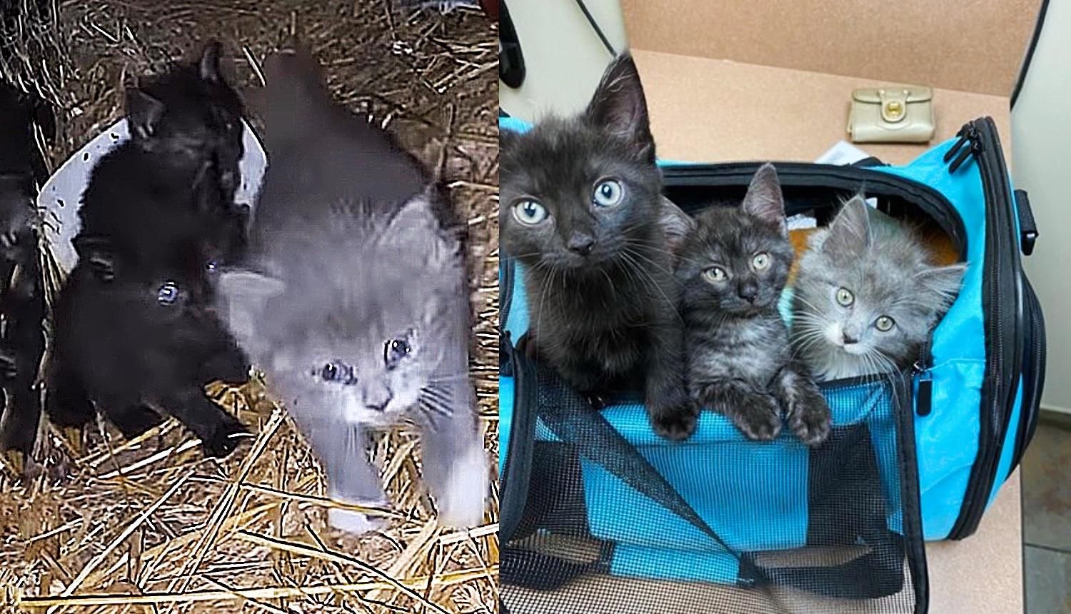 Woman Finds 3 Kittens Running Right Up to Her, and Knows They Need Her ...