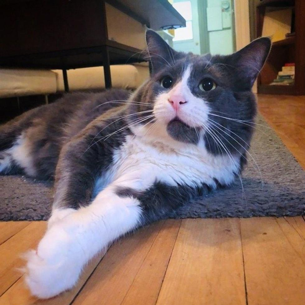 Cat Comes Back to People that Were Kind to Him, and is Ready to Move In ...