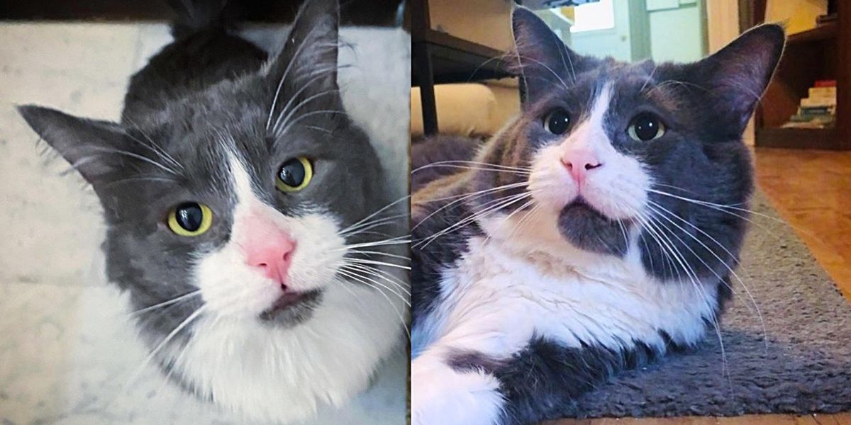 Cat Comes Back to People that Were Kind to Him, and is Ready to Move In ...