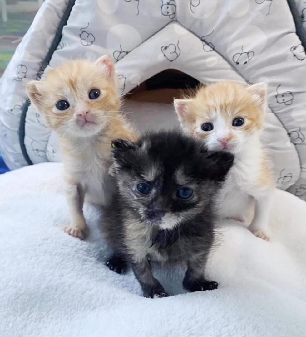 Kitten Goes from Stumbling Around to Running and Jumping Again in Just ...