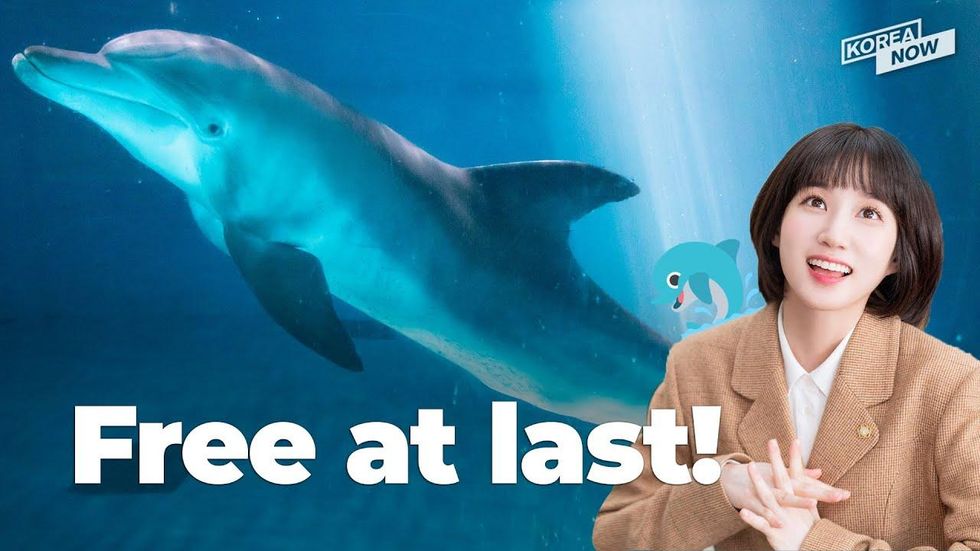 South Korea's last captive Indo-Pacific dolphin is now free - Upworthy