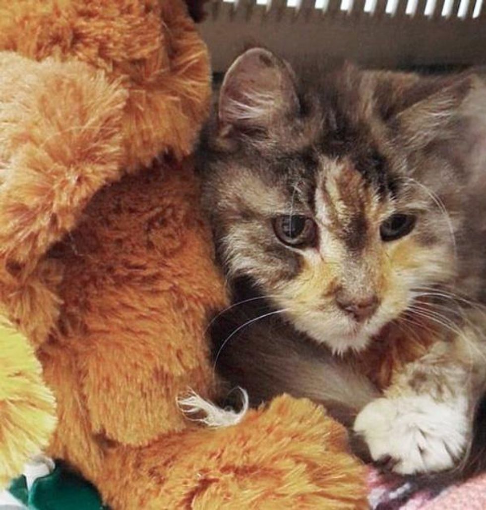 22 Year Old Cat is So Happy to Be Out of Shelter, Have Full Belly and ...