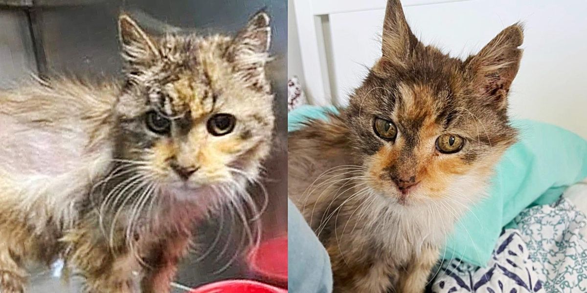 22 Year Old Cat is So Happy to Be Out of Shelter, Have Full Belly and ...