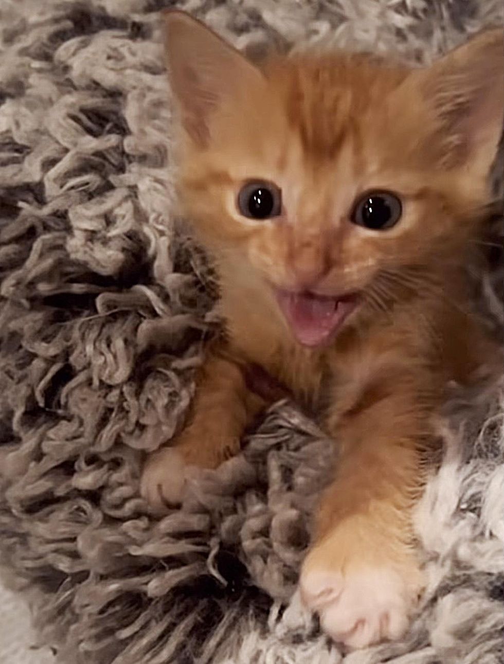 Stray Kitten 'Roars' Her Way Out of Hiding and Into Cushy New Life ...