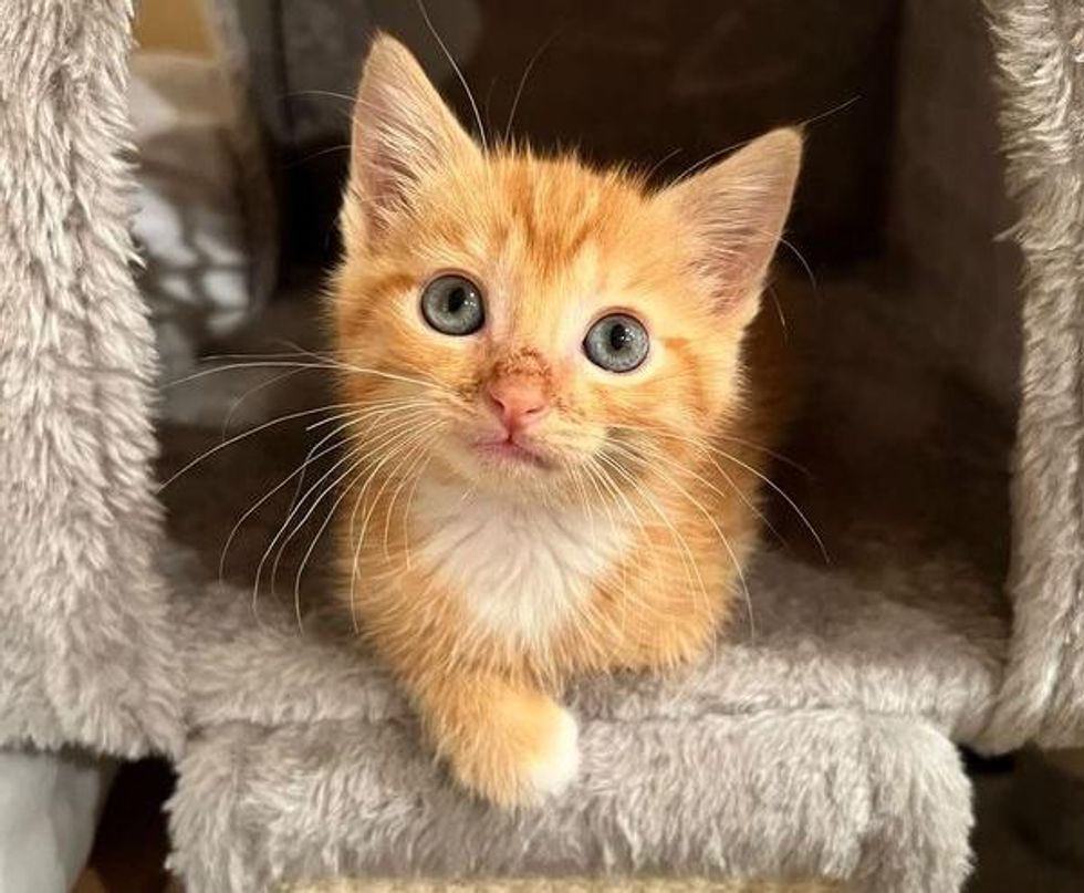 Stray Kitten 'Roars' Her Way Out of Hiding and Into Cushy New Life ...