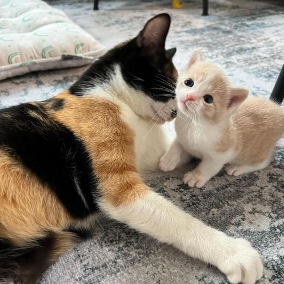 Cat and Her Only Kitten Accept Another Kitten as Their Own and Give Her a Better Life - Love Meow