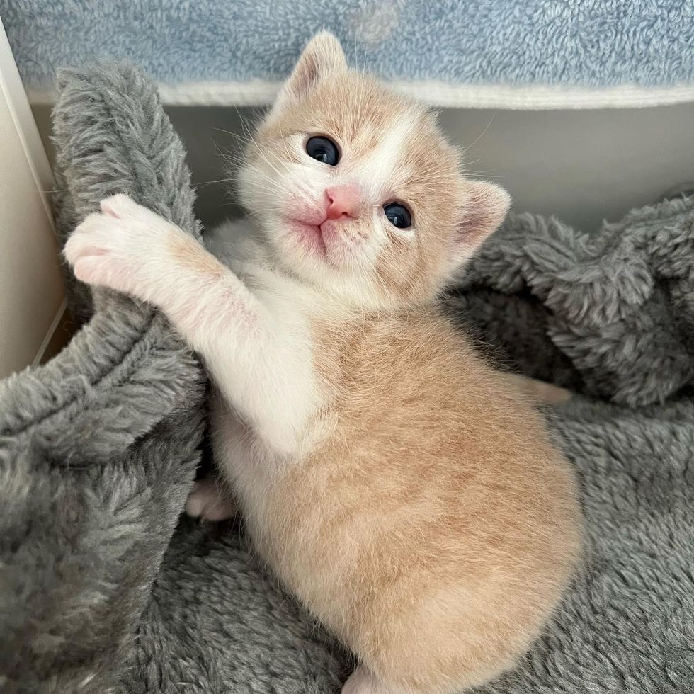 Cat and Her Only Kitten Accept Another Kitten as Their Own and Give Her ...