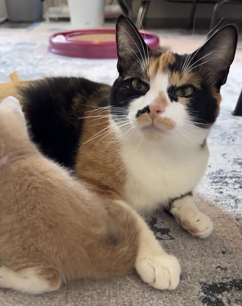 Cat and Her Only Kitten Accept Another Kitten as Their Own and Give Her ...