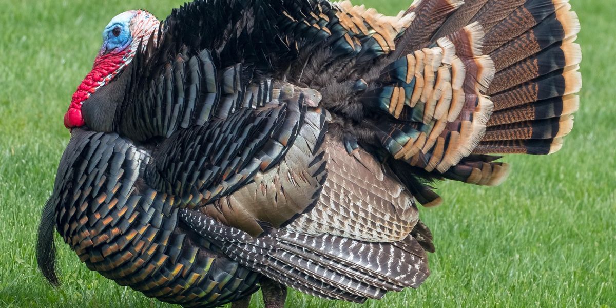 A farm in California is offering turkey cuddling on Thanksgiving - Upworthy