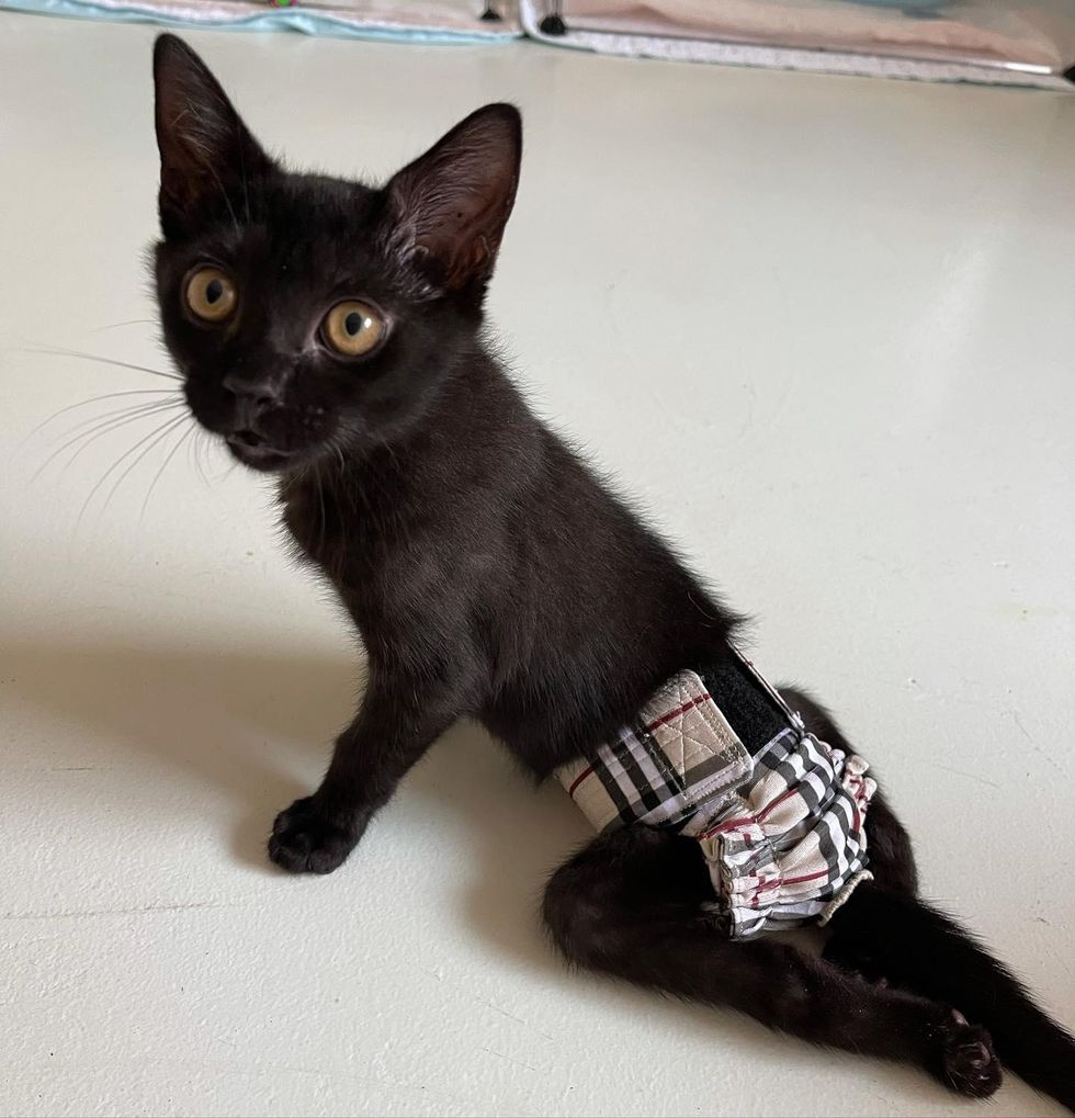 Cat Found in a Warehouse Gives His Best Poses Hoping to Land a Dream ...