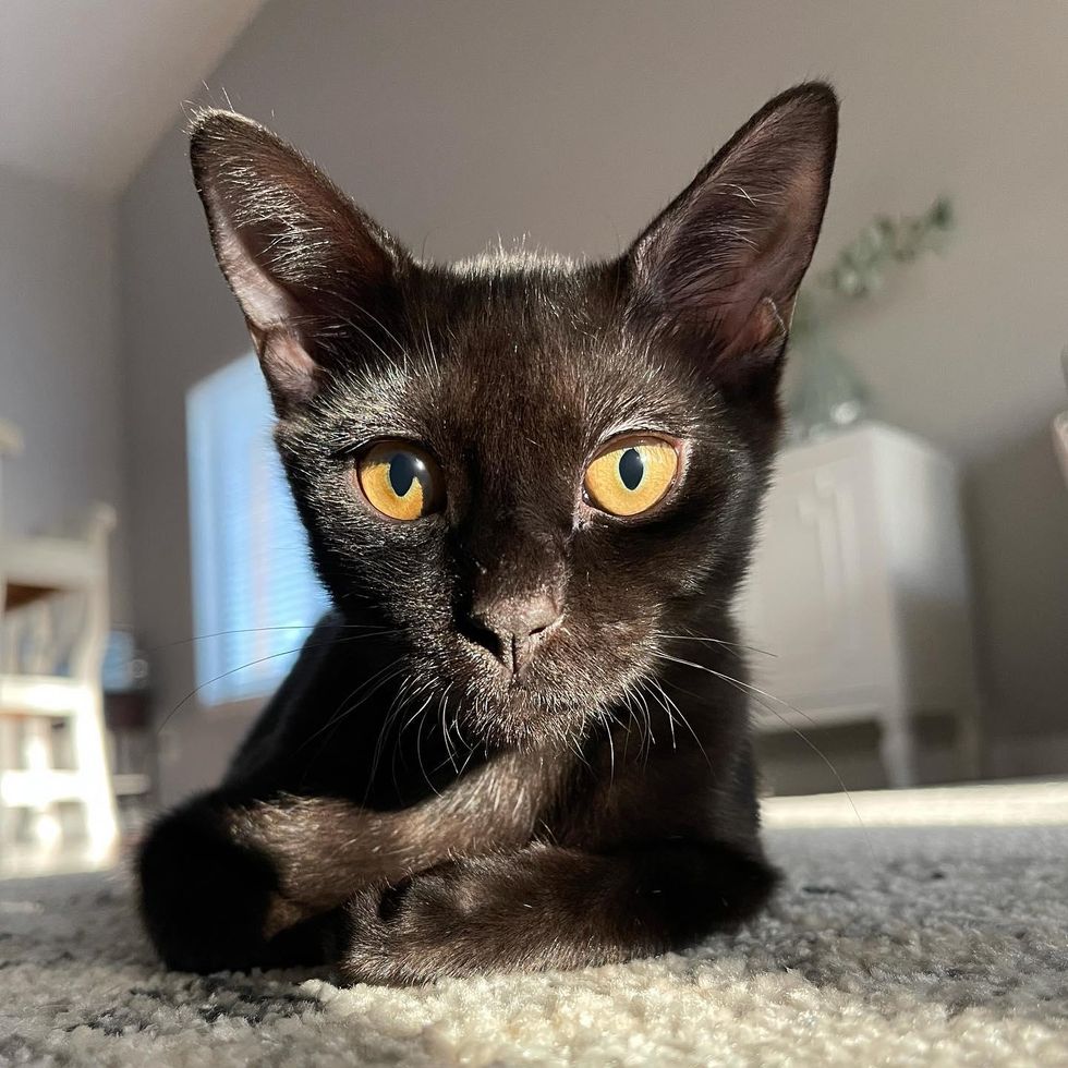 Cat Found in a Warehouse Gives His Best Poses Hoping to Land a Dream ...