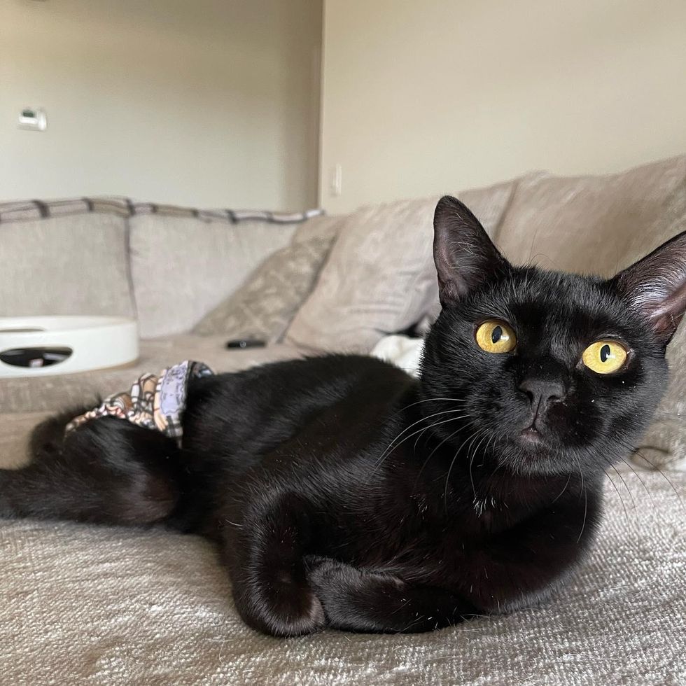 Cat Found in a Warehouse Gives His Best Poses Hoping to Land a Dream ...