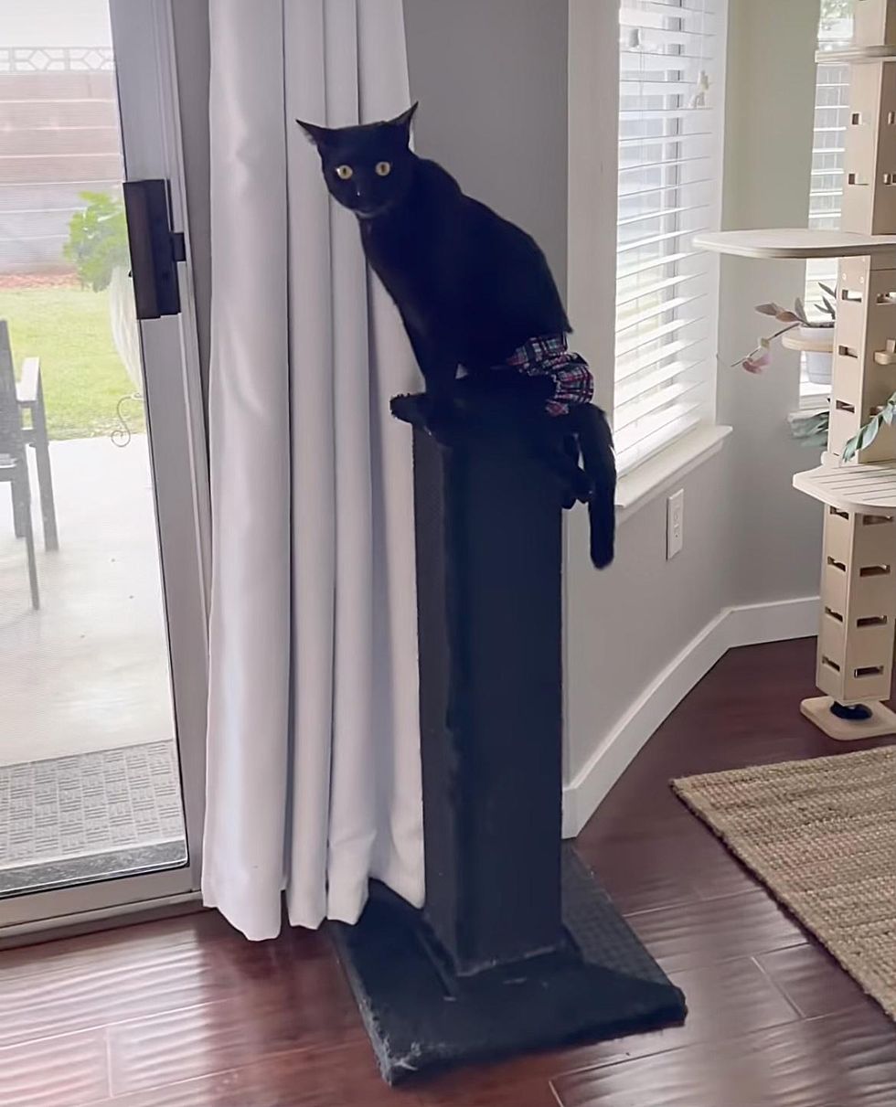 Cat Found in a Warehouse Gives His Best Poses Hoping to Land a Dream ...
