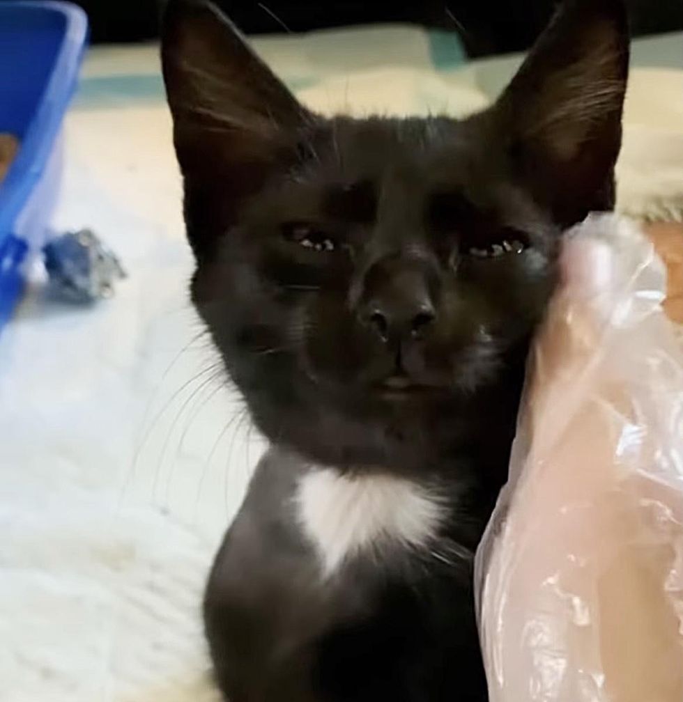 Petunia the Kitten Goes Around Giving Everyone Affection and 'Thanks ...