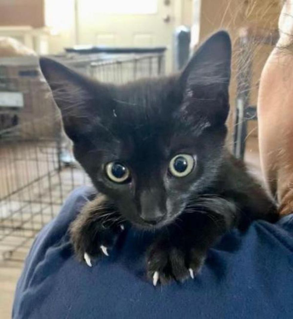 Petunia the Kitten Goes Around Giving Everyone Affection and 'Thanks ...